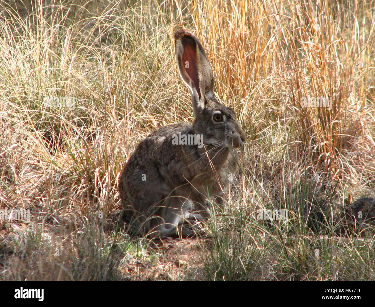 White tailed jackrabbit new mexico hi-res stock photography and images ...