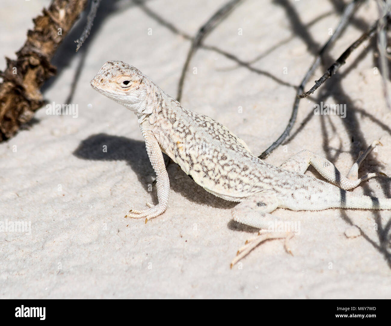 Bleached Earless Lizard Stock Photo - Alamy