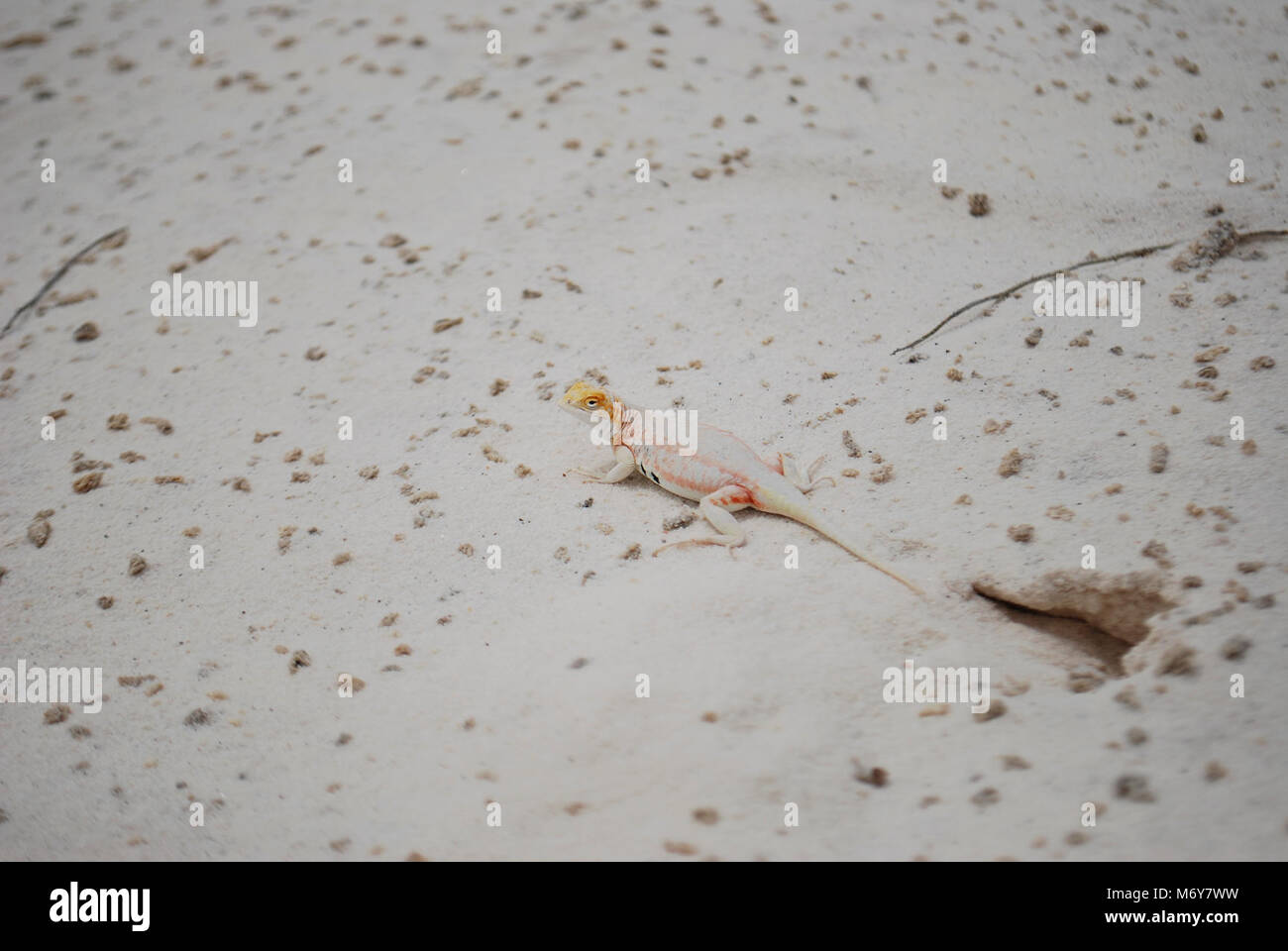 Bleached Earless Lizard Stock Photo - Alamy