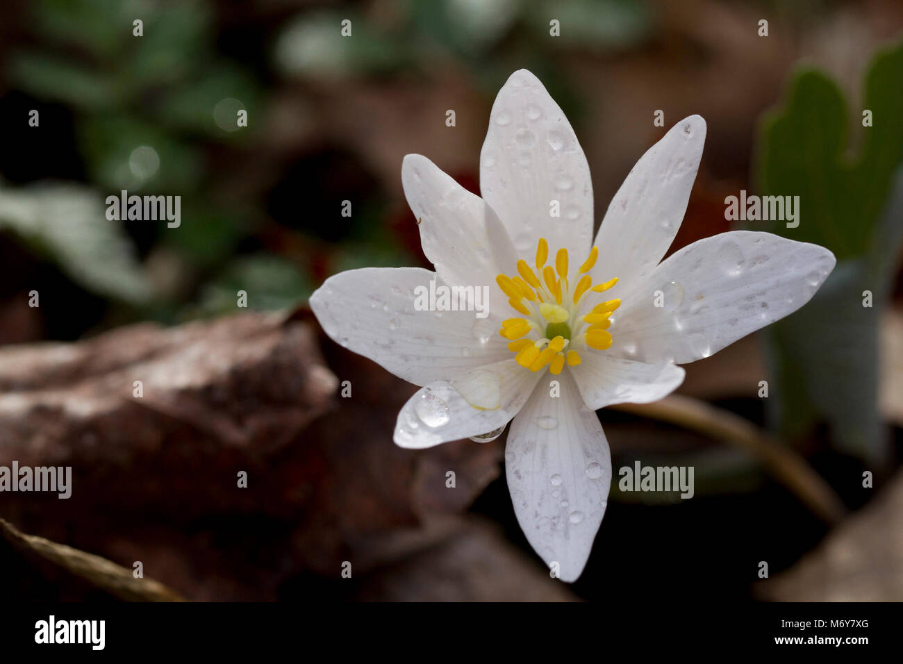 Bloodroot Stock Photo - Alamy