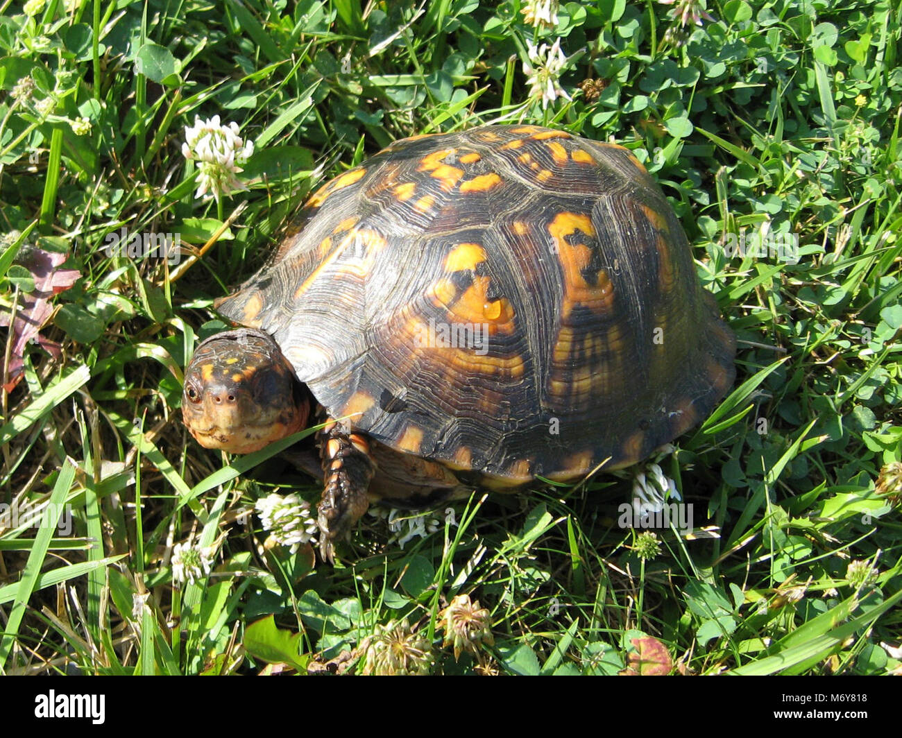 Box Turtle Stock Photo - Alamy