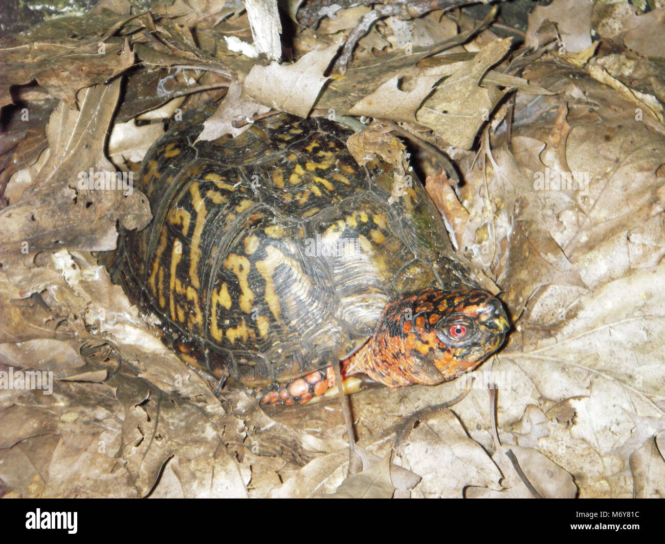 Box Turtle Stock Photo - Alamy
