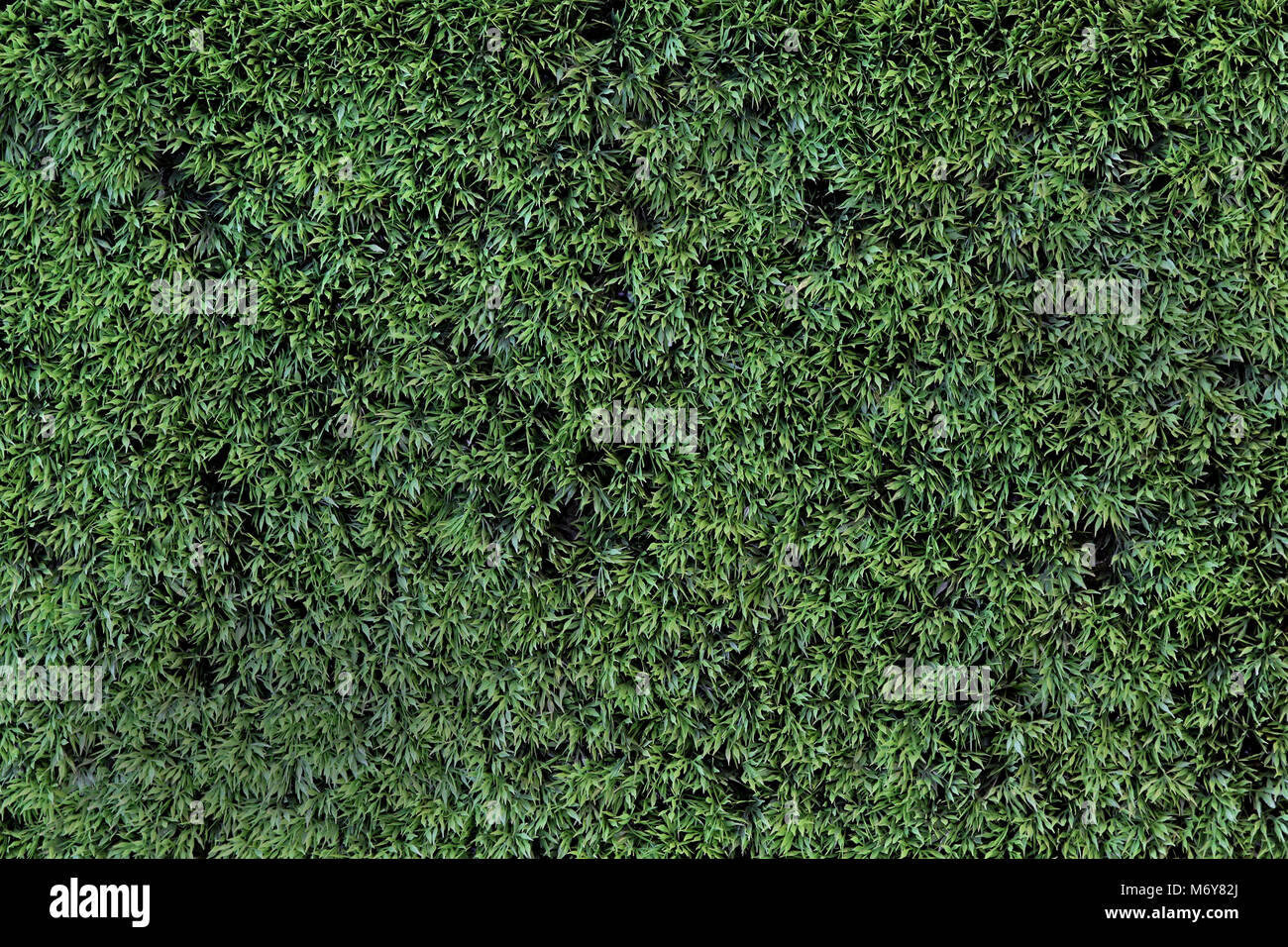 Detailed background of artificial green grass texture Stock Photo - Alamy