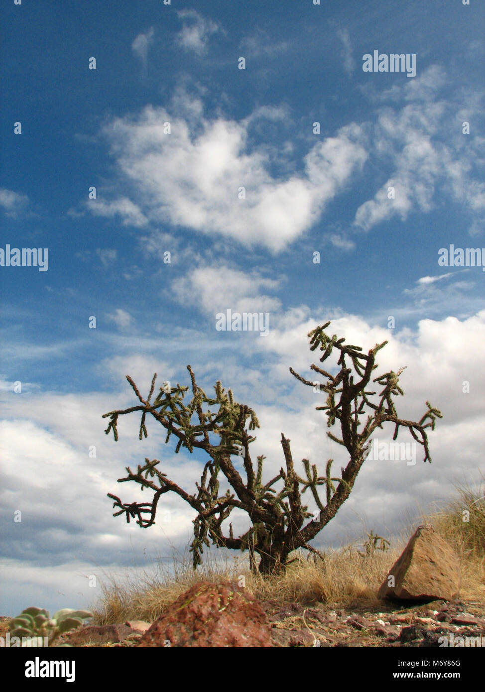 Cane Cholla Stock Photo - Alamy