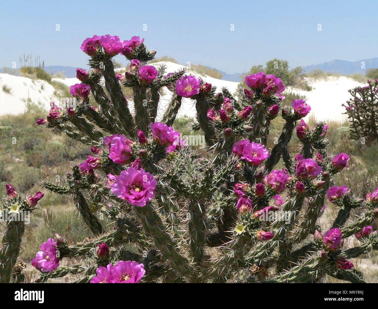 Cane Cholla Stock Photo - Alamy