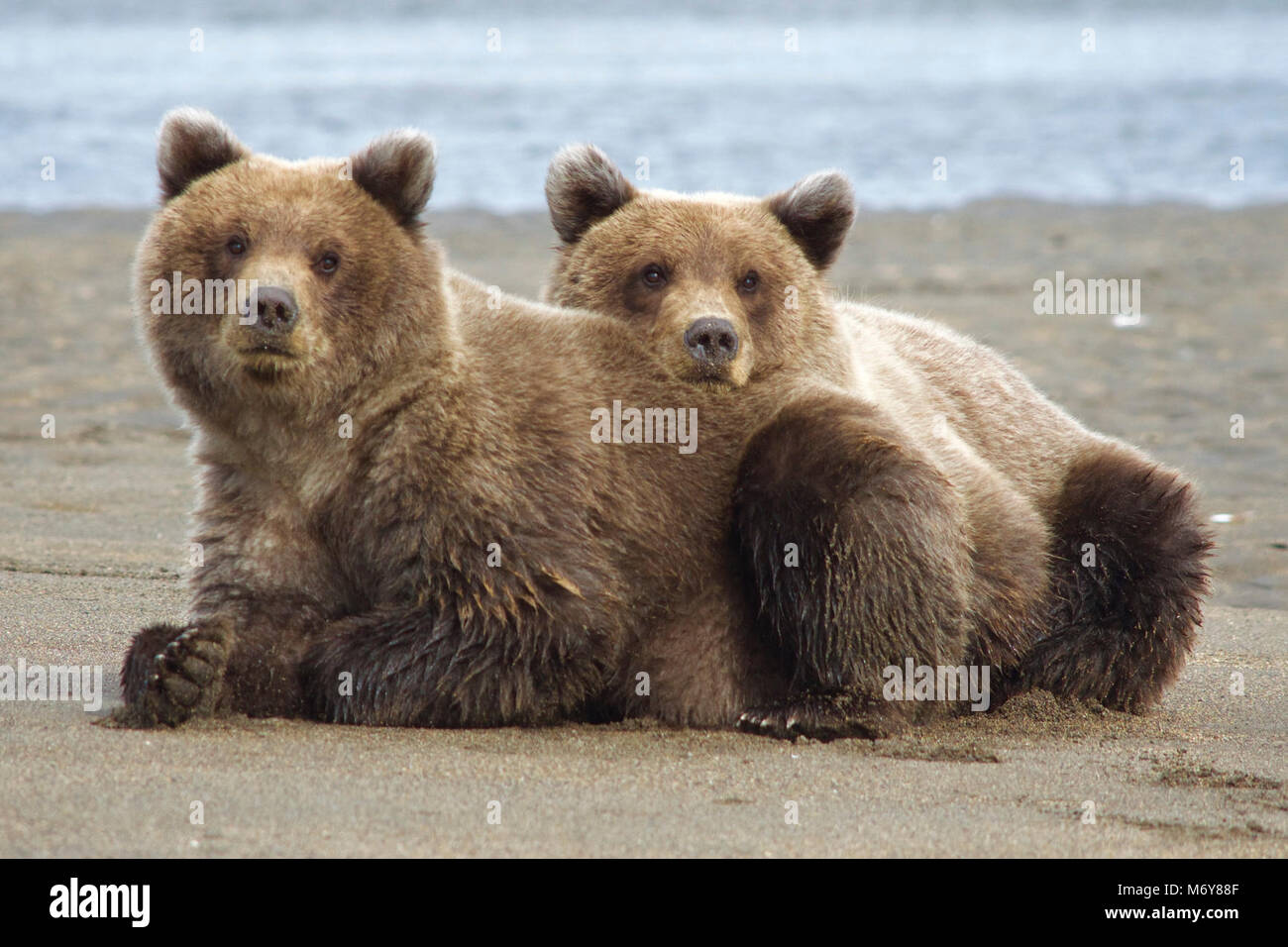 Cuddle puddle hi-res stock photography and images - Alamy