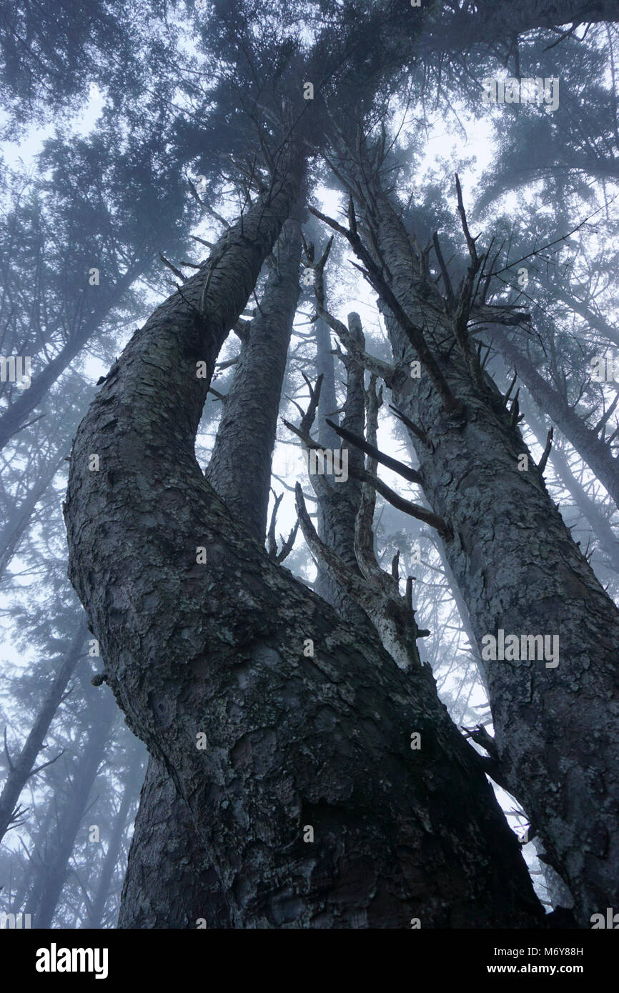 curvy tree twisted forest fog bark d archuleta Stock Photo - Alamy