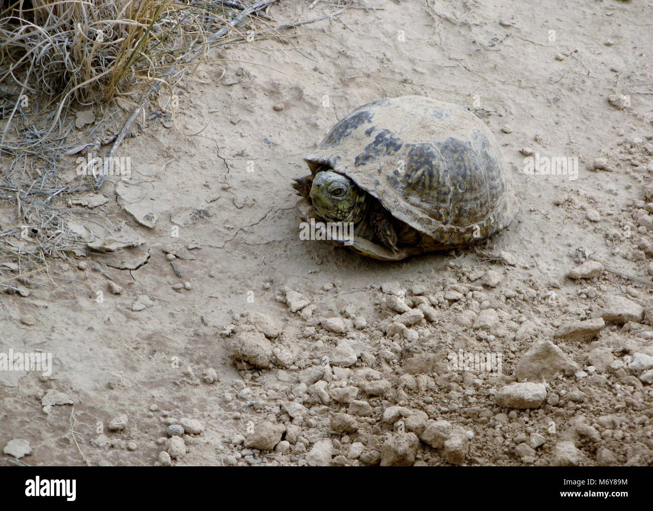 Desert Box Turtle Stock Photo - Alamy