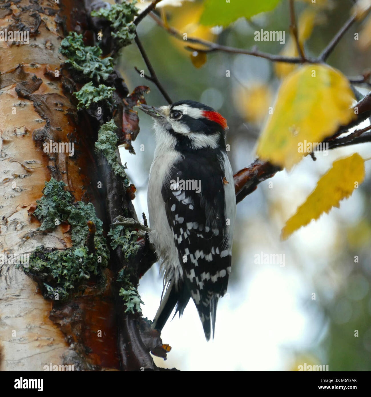 Blocky head hi-res stock photography and images - Alamy