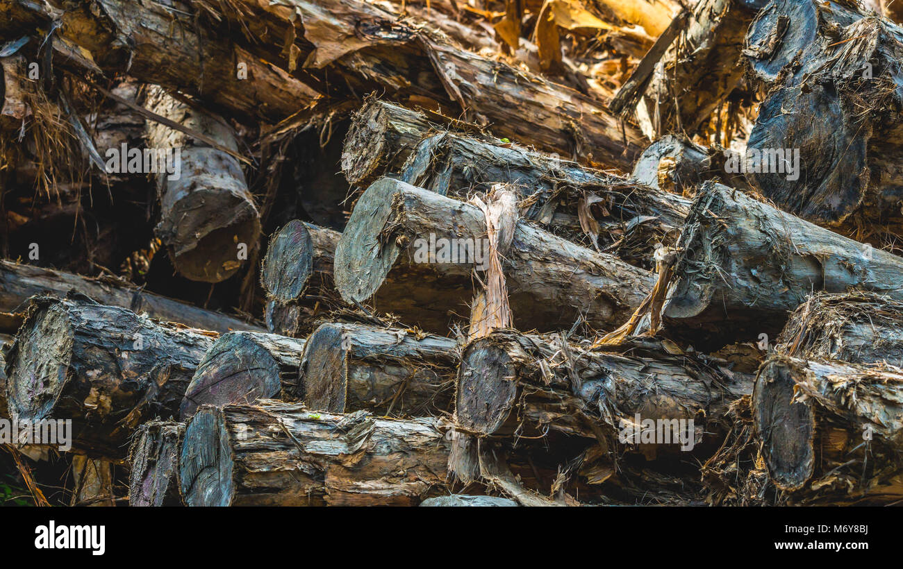 stack of acacia wood in the log yard Stock Photo - Alamy