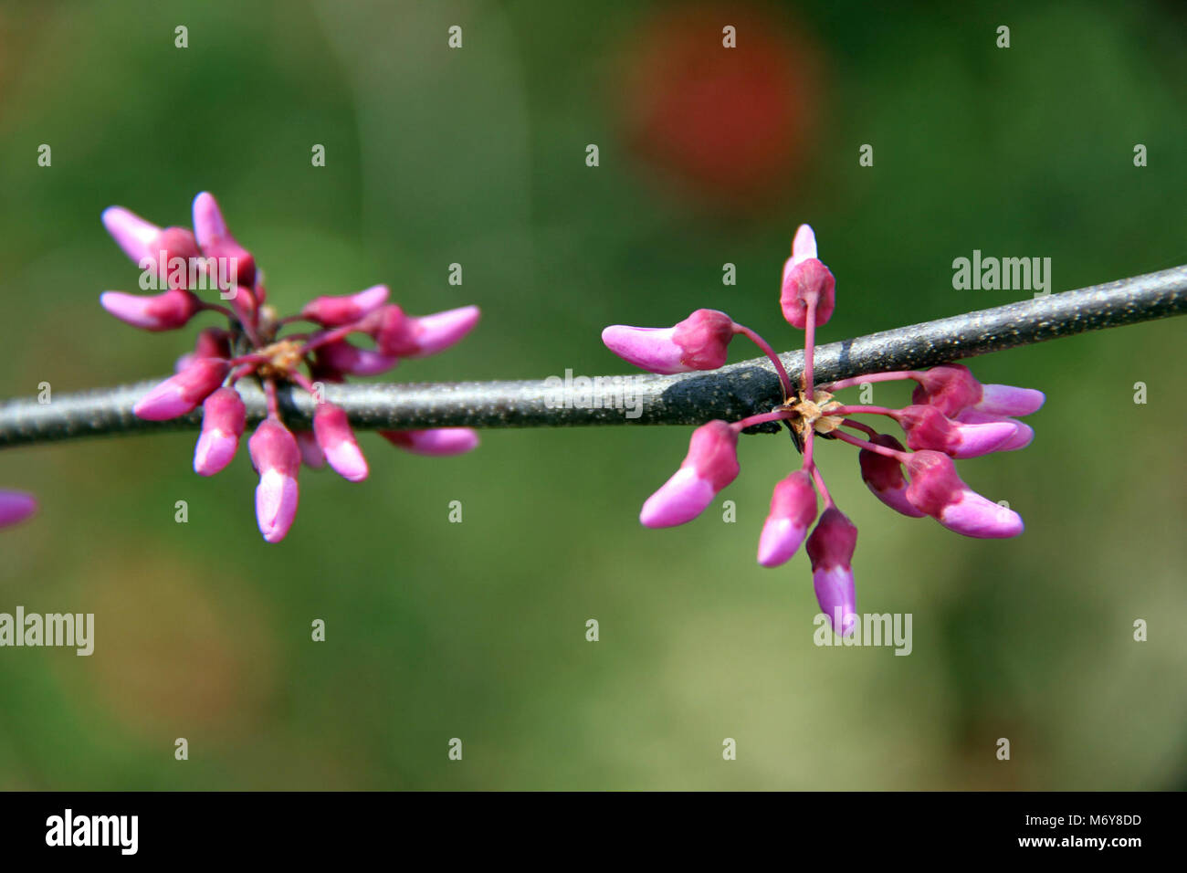 Eastern Redbud Stock Photo - Alamy
