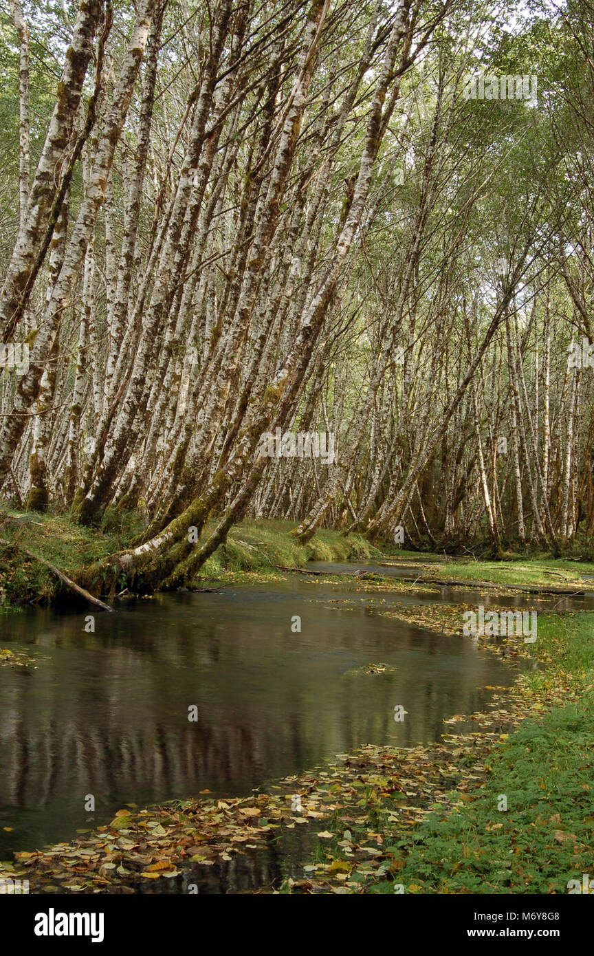 Fall in the Rain Forest Stock Photo - Alamy
