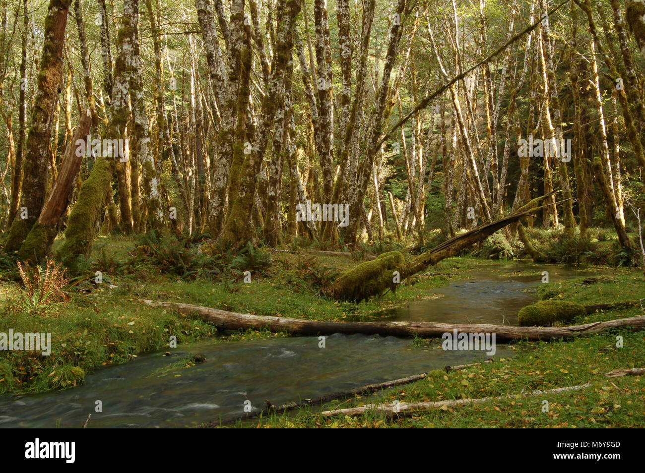 Fall in the Rain Forest Stock Photo - Alamy