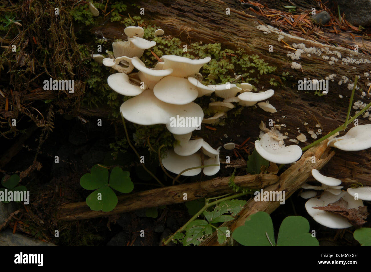 Fall in the Rain Forest Stock Photo - Alamy