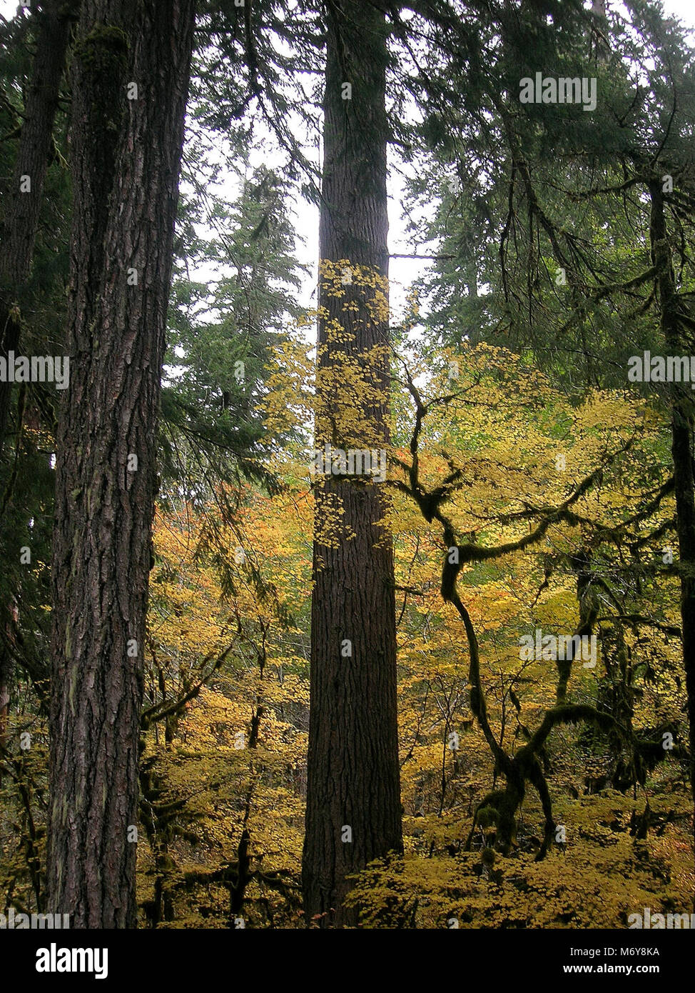 fall rainforest moss foliage forest Stock Photo - Alamy