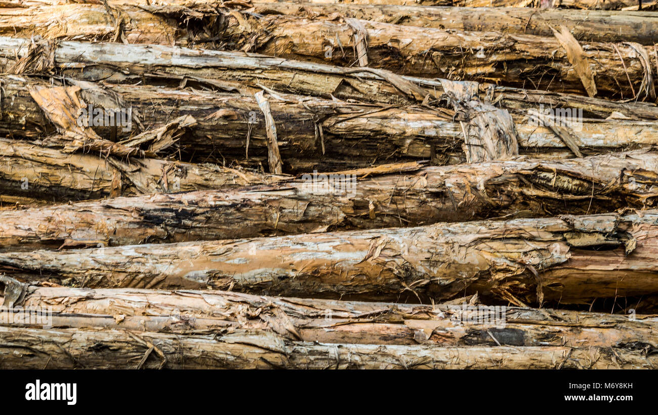 stack of acacia wood in the log yard Stock Photo - Alamy
