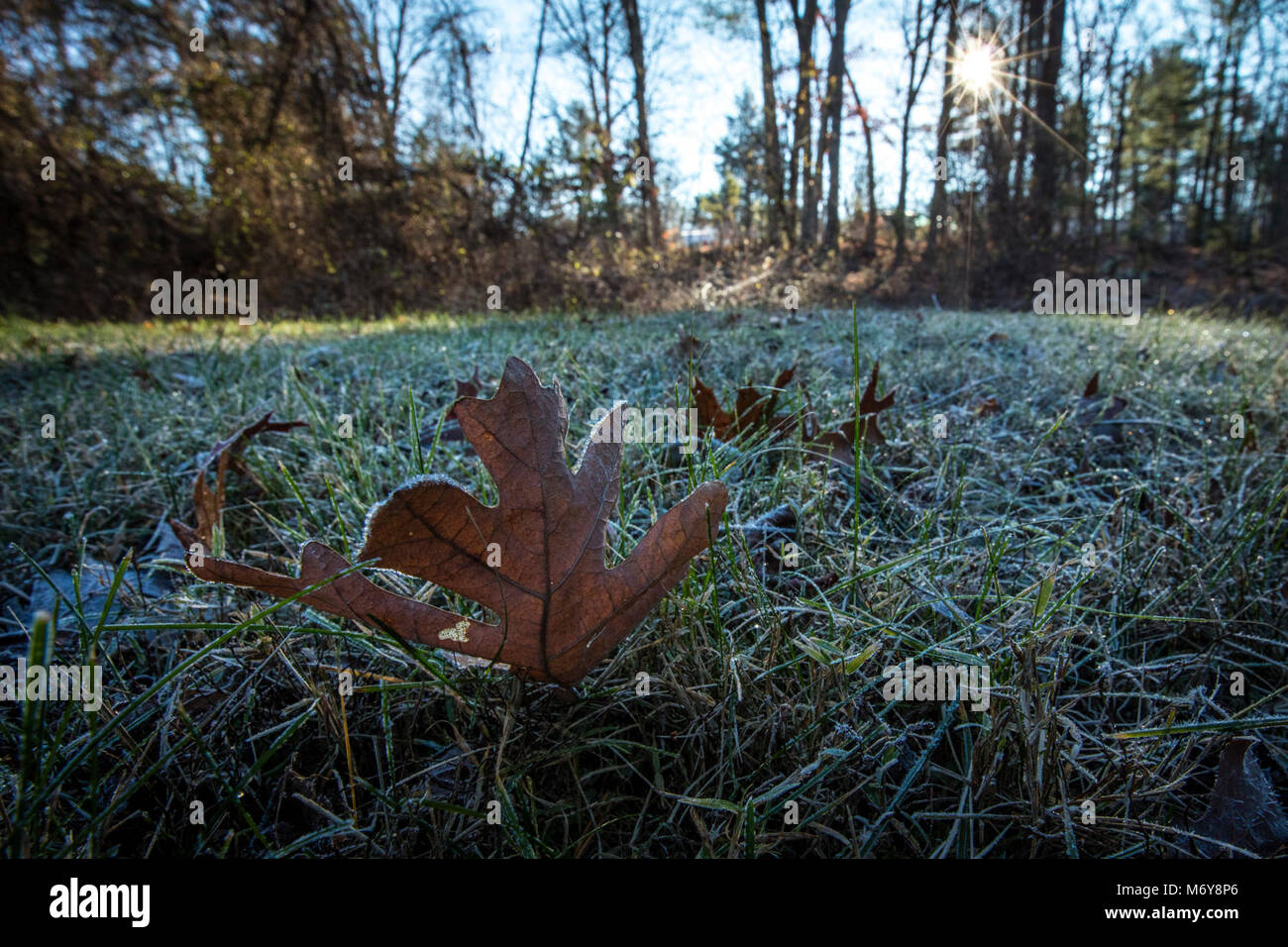First Frost Stock Photo - Alamy