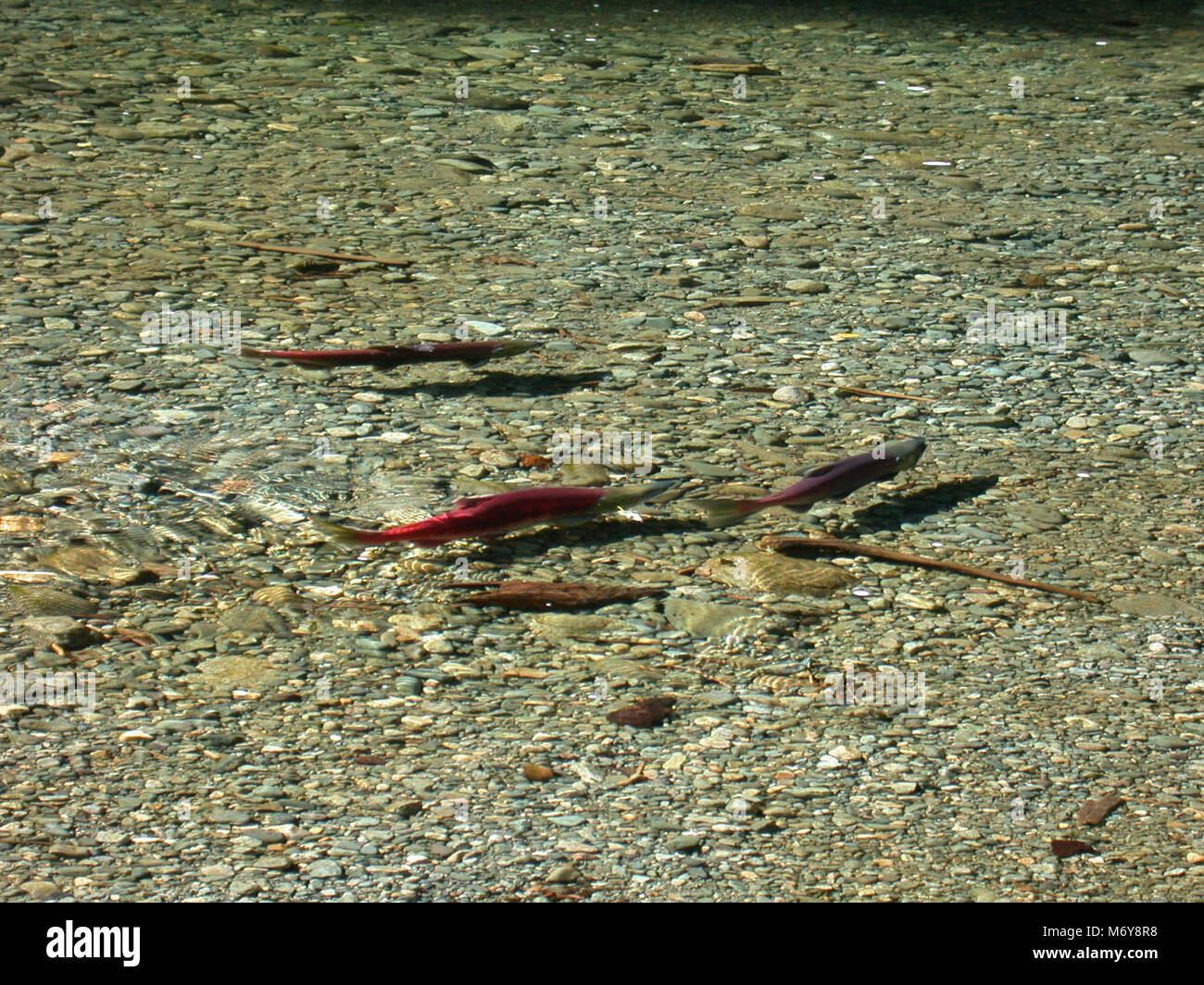 fish salmon spawning sockeye redd Stock Photo - Alamy