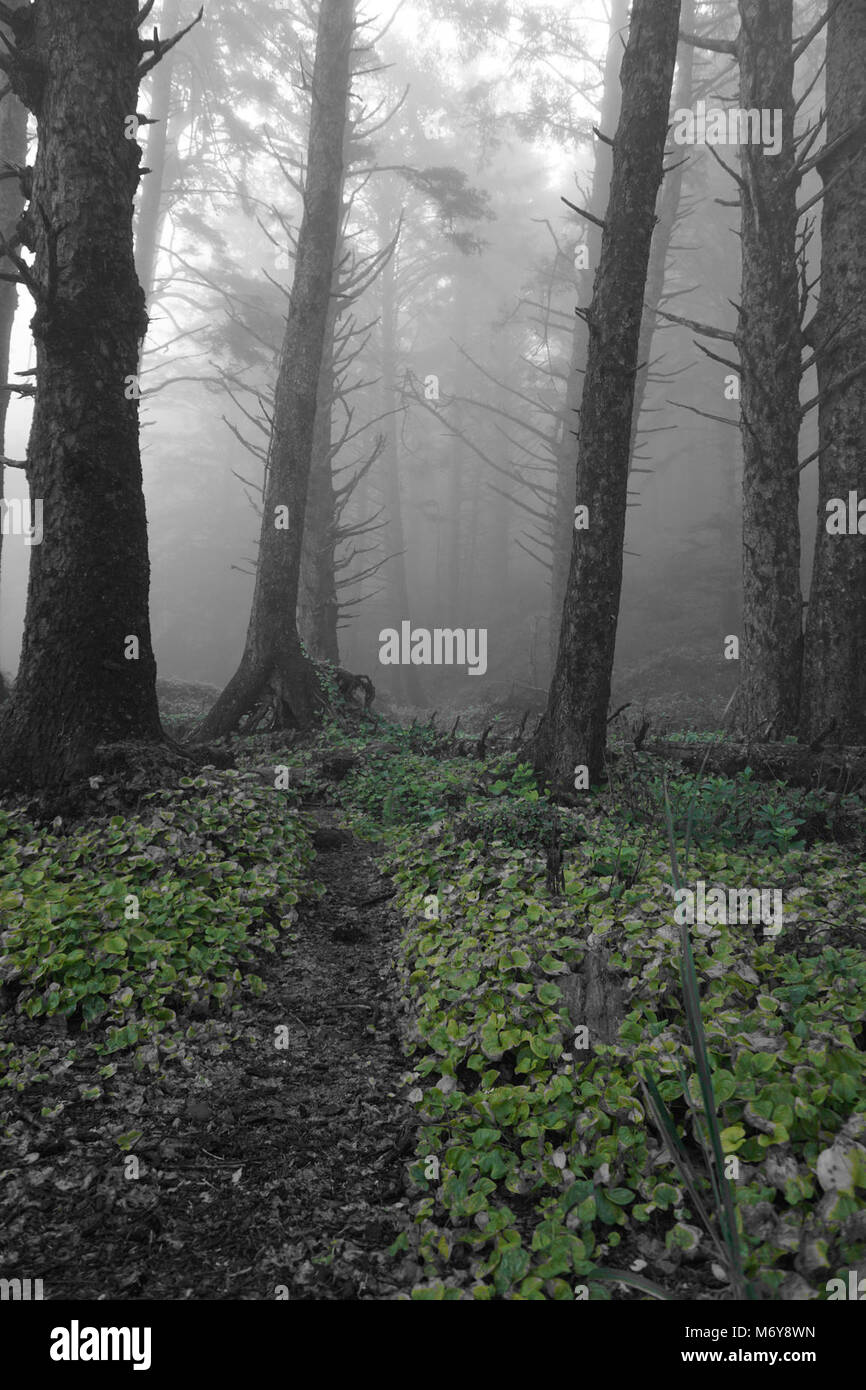 foggy path trees forest coast green d archuleta Stock Photo - Alamy