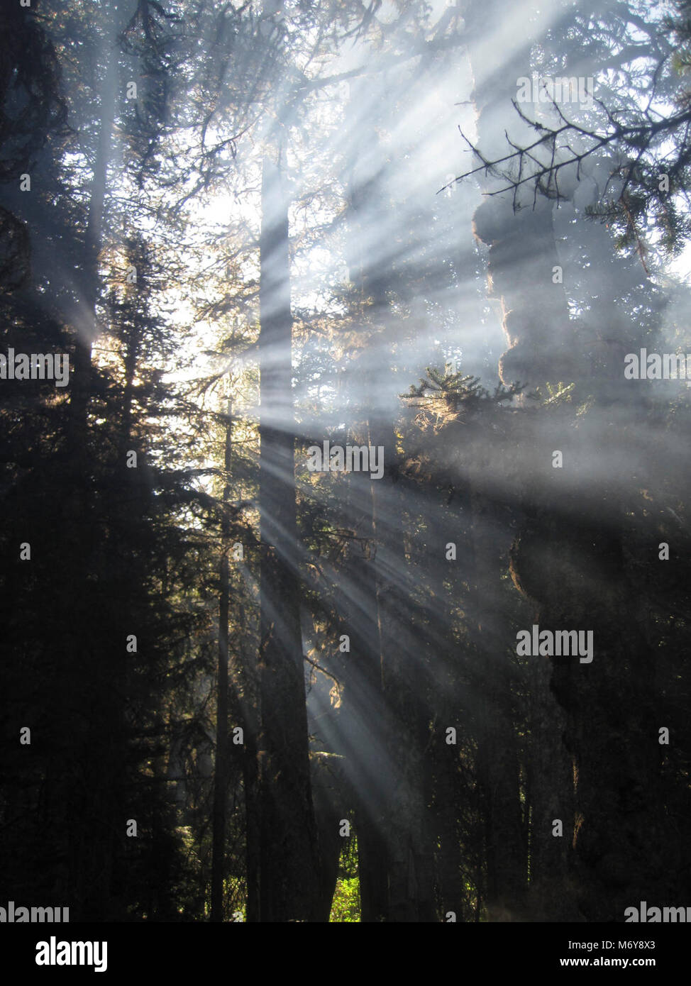 forest sunlight beams Zaidel Stock Photo - Alamy