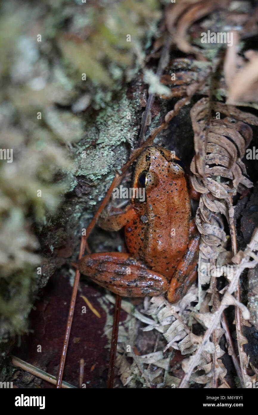 frog red animal critter amphibians d archuleta Stock Photo - Alamy