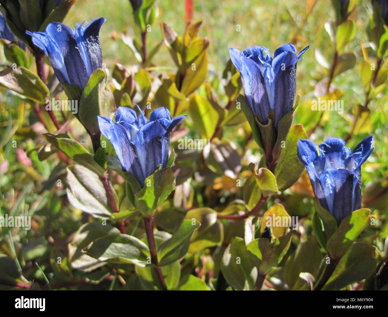 gentian blue flowers Stock Photo - Alamy