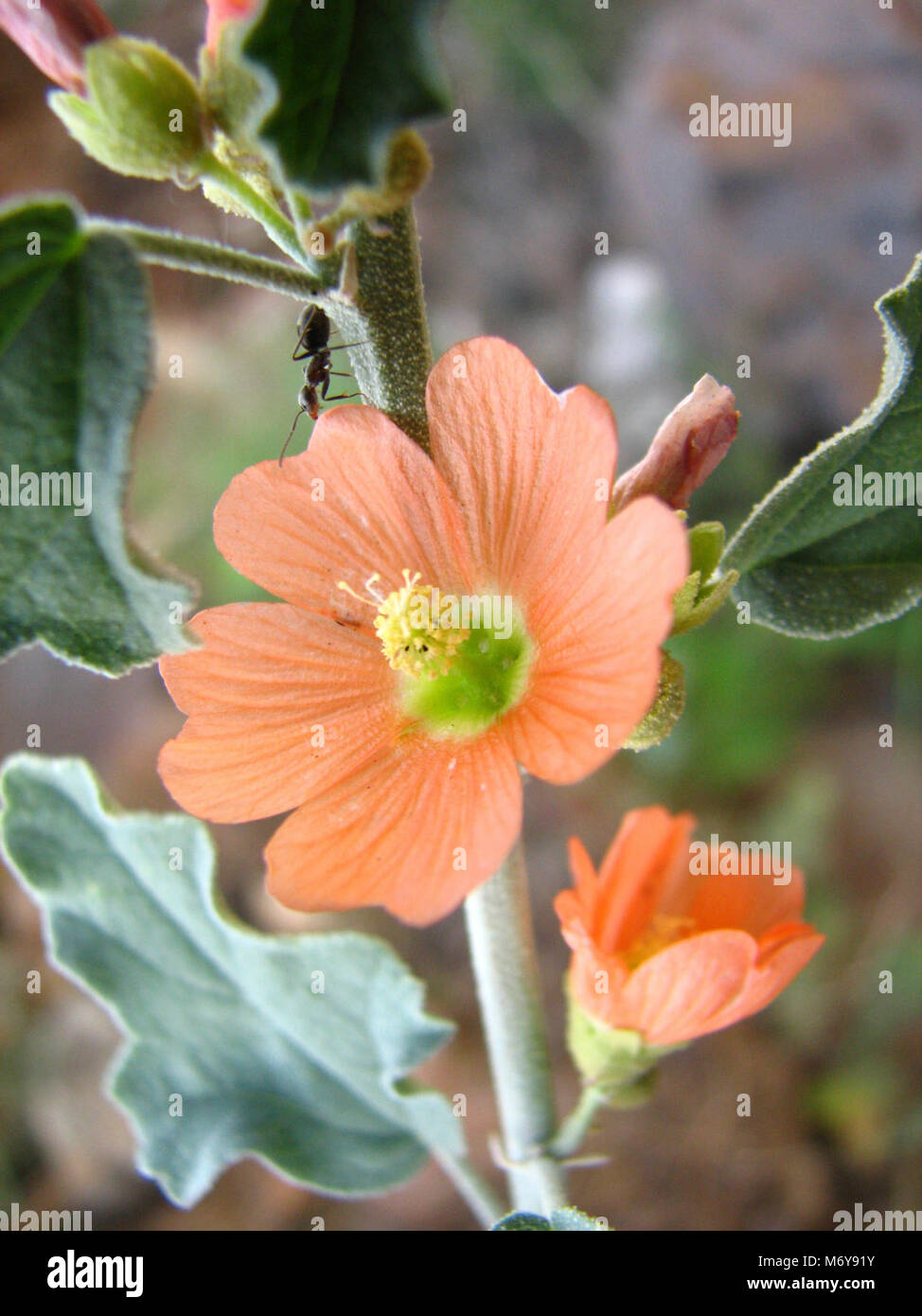 Globe Mallow Stock Photo - Alamy