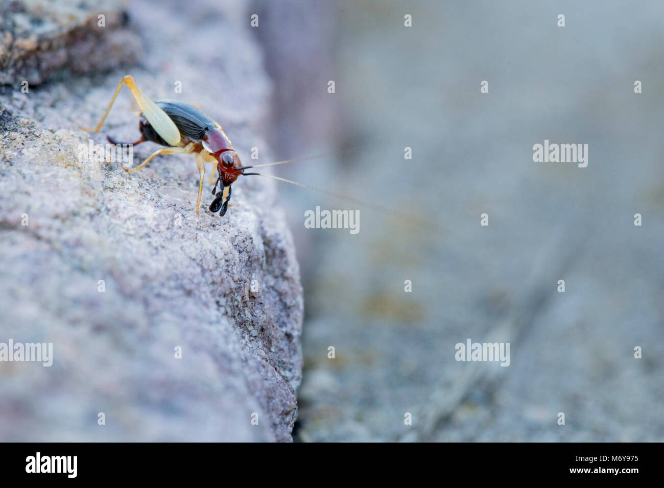 Handsome Trig (Phyllopalpus pulchellus Stock Photo - Alamy