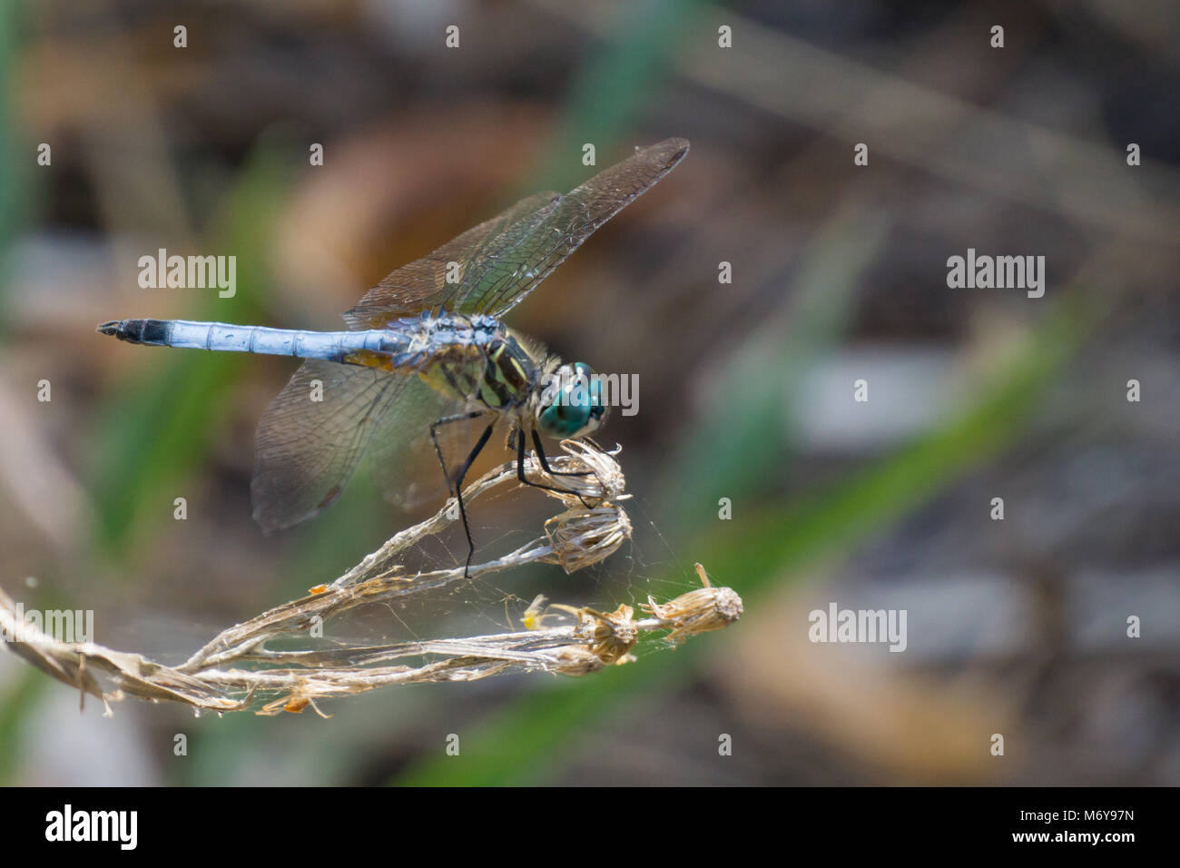 Male Blue Dasher dragonfly (Pachydiplax longipennis) on the Hawk's ...