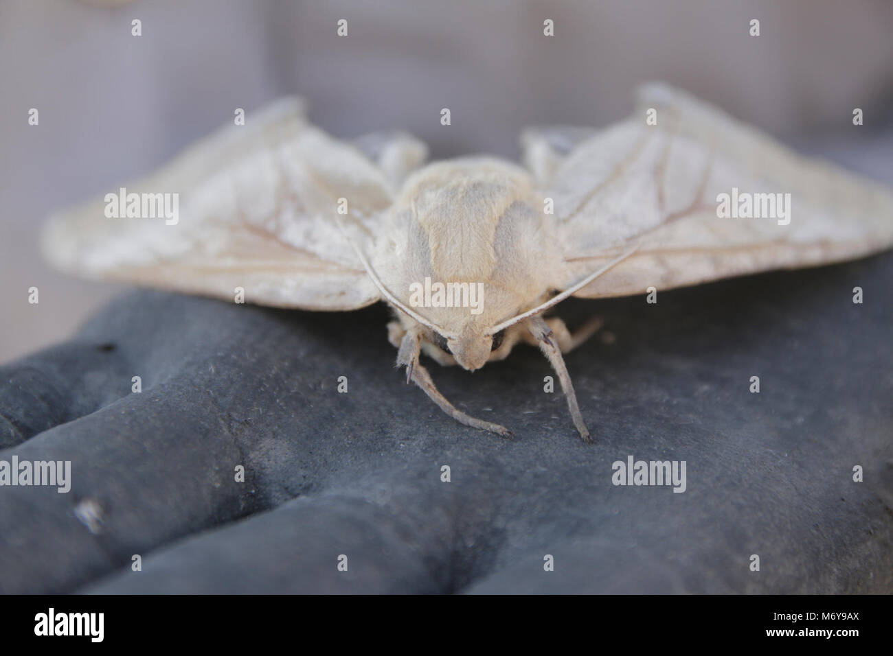 Heliothis zea hi-res stock photography and images - Alamy