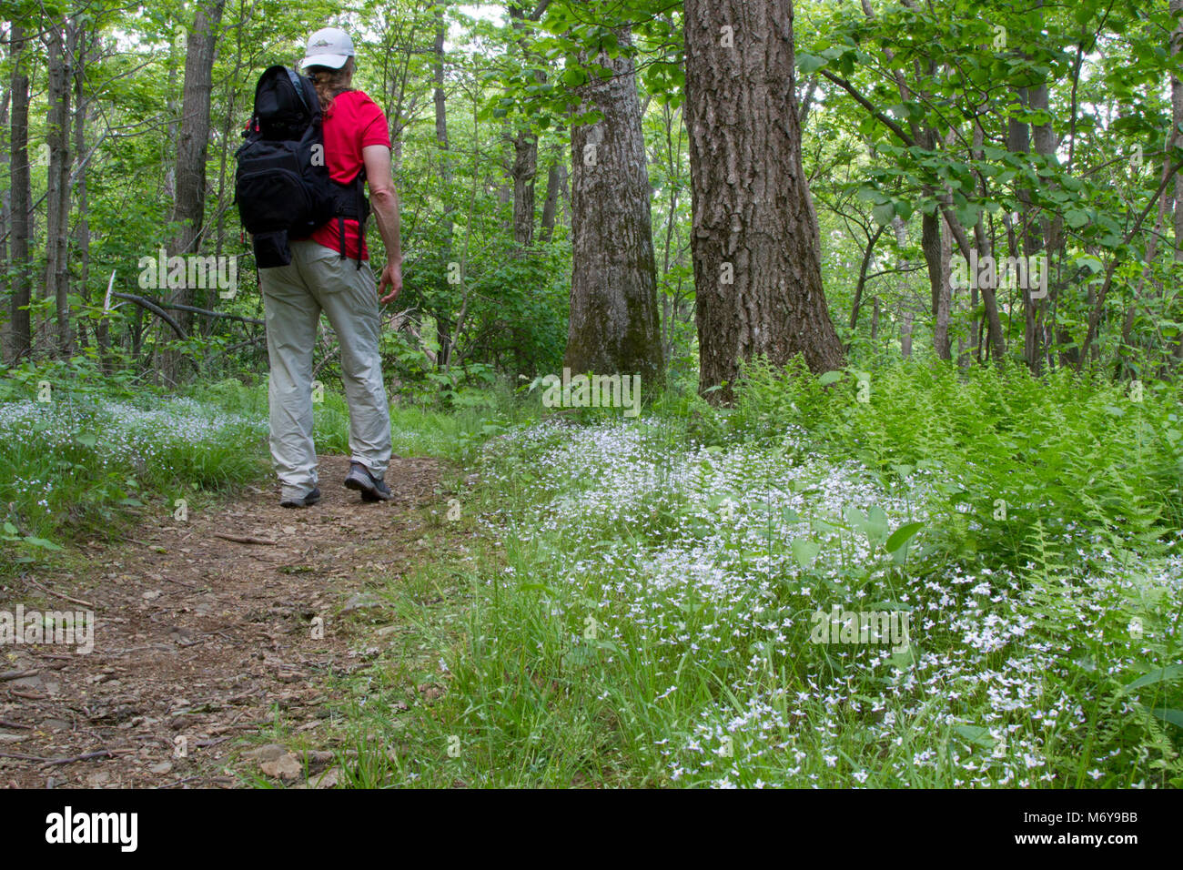 Hiker on the Appalachian Trail Stock Photo - Alamy