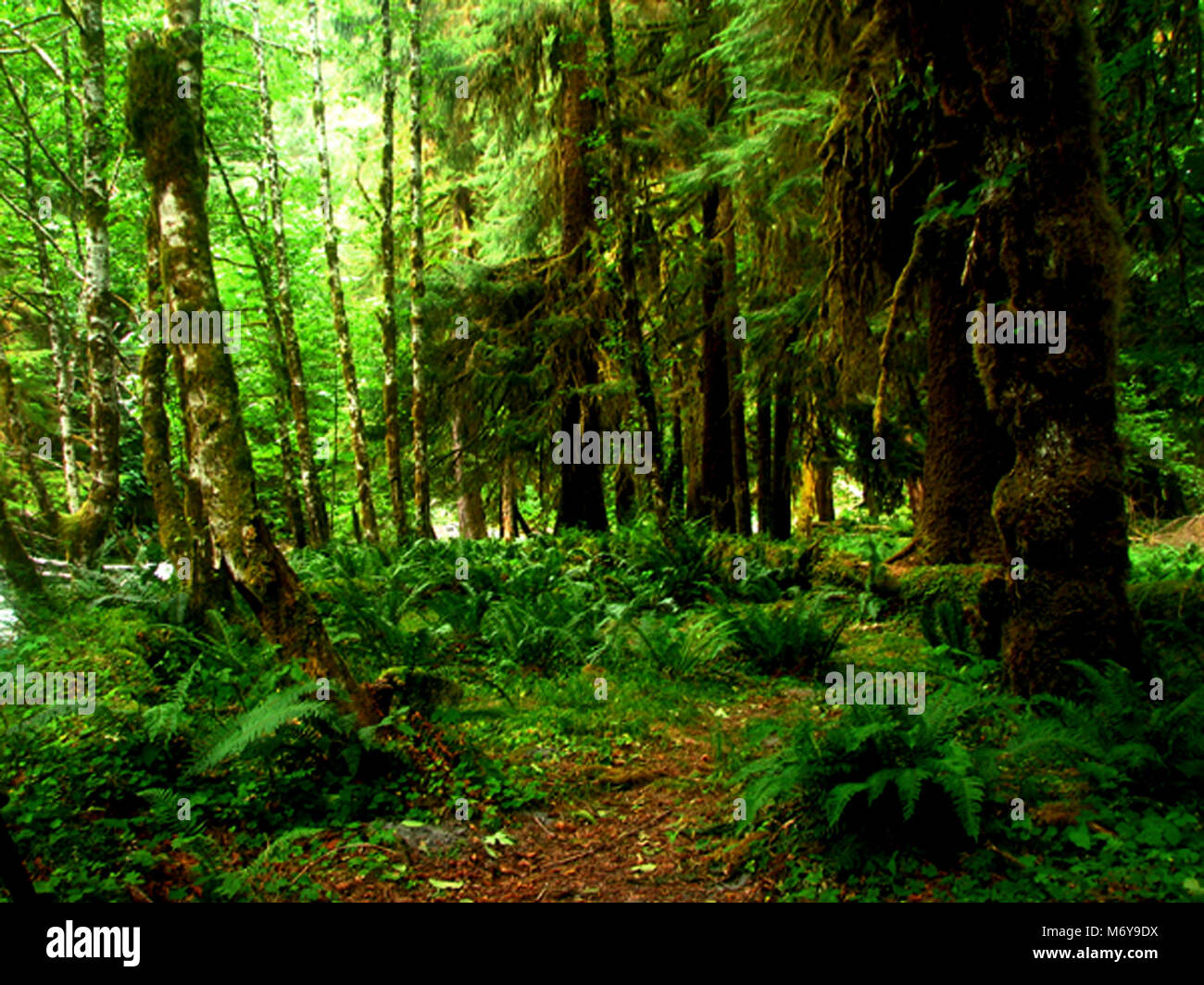 Rain Forest Stock Photo - Alamy