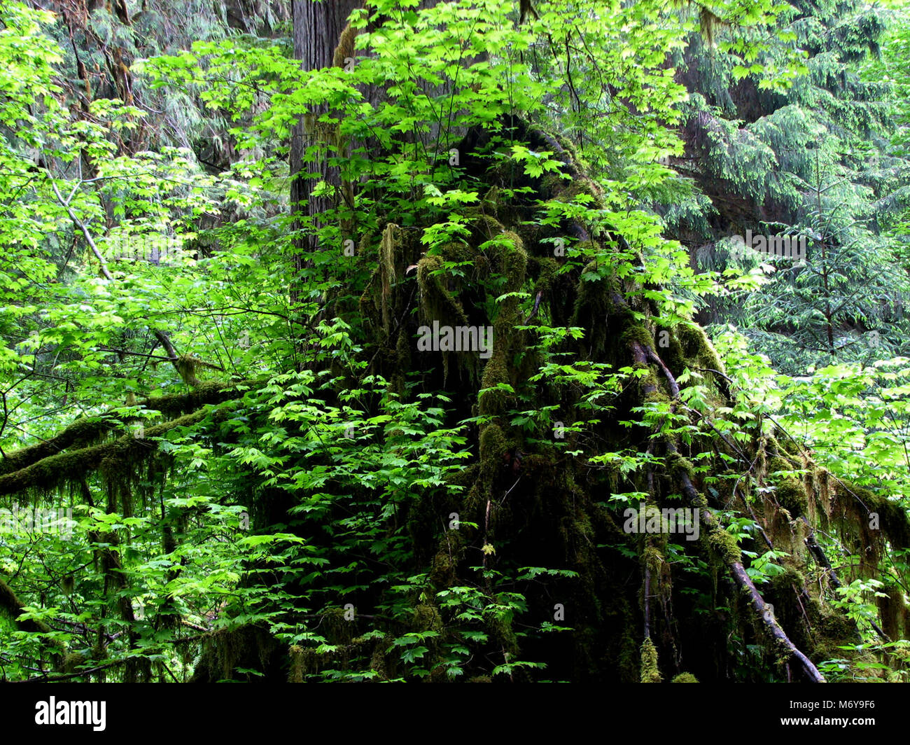 rainforest Stock Photo - Alamy