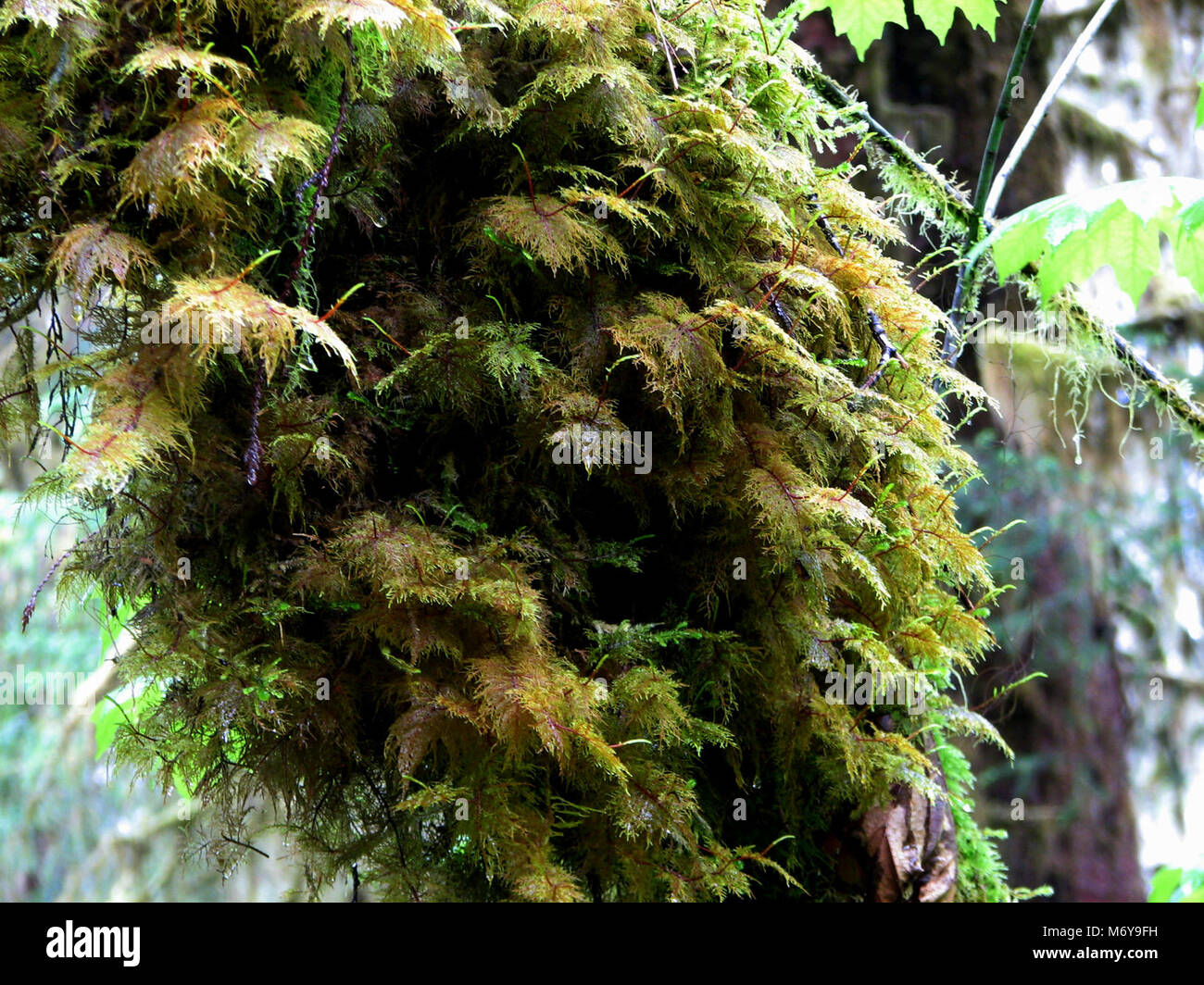 rainforest Stock Photo - Alamy