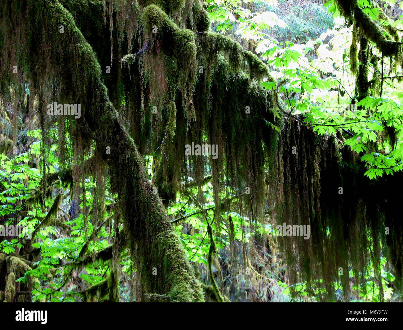 rainforest Stock Photo - Alamy