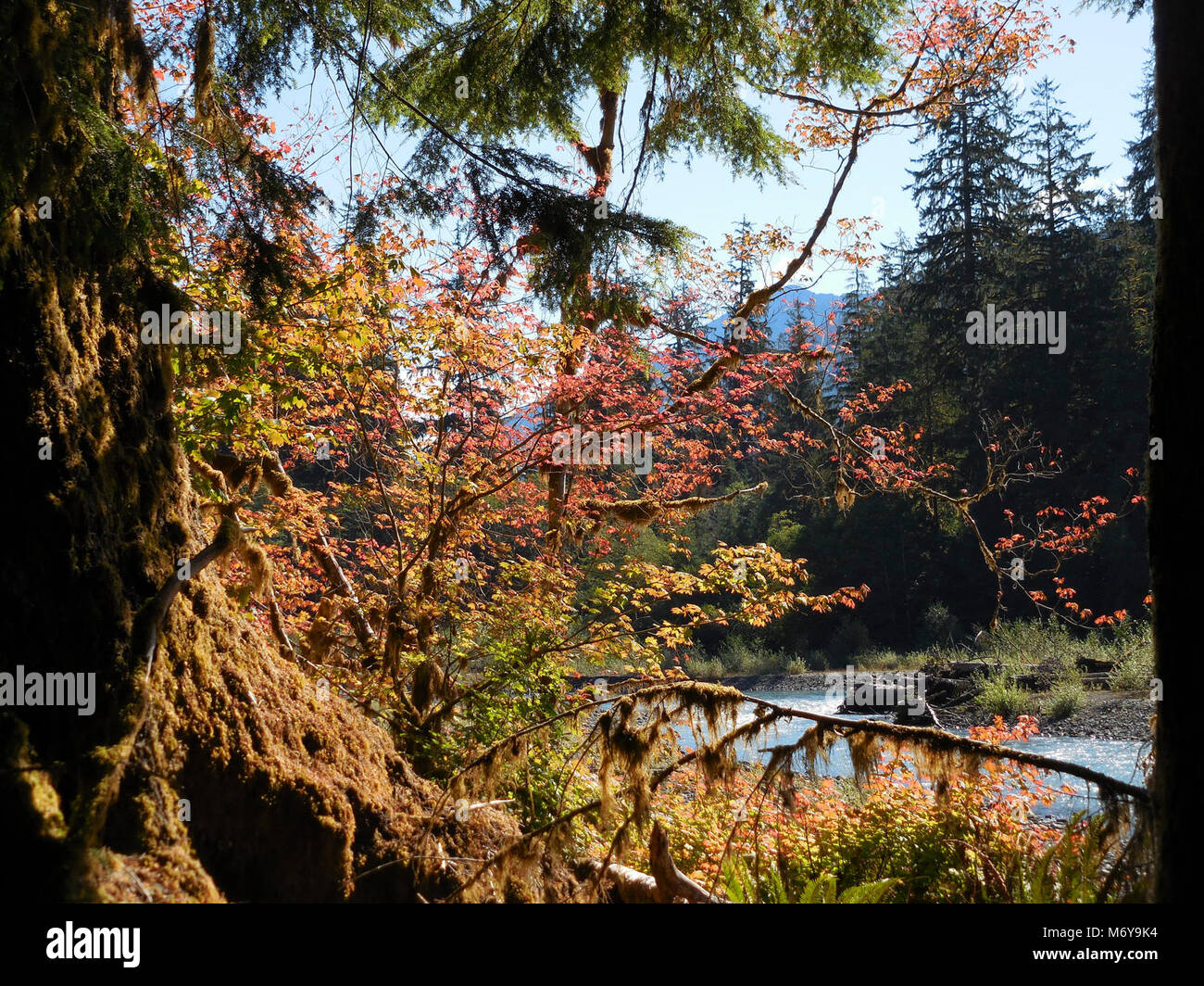 river fall foliage forest Stock Photo - Alamy