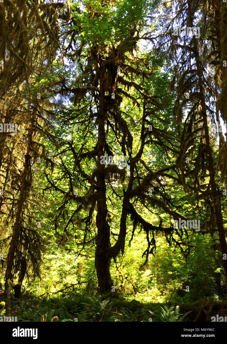 tree rain forest green Stock Photo - Alamy