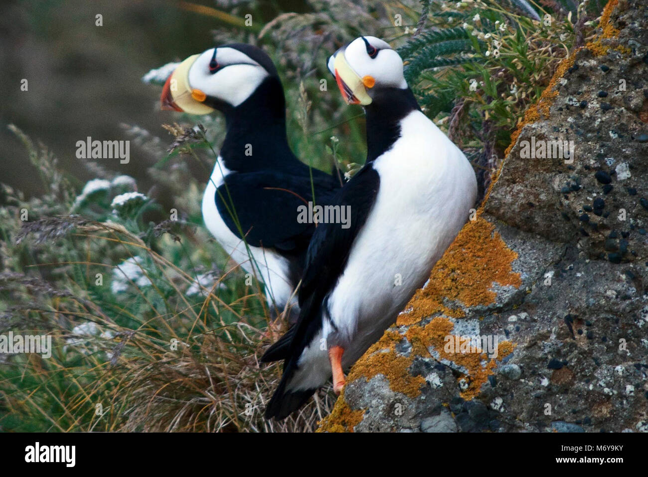 Horned Puffin (Fratercula corniculata) . Two horned puffins sit on a ...