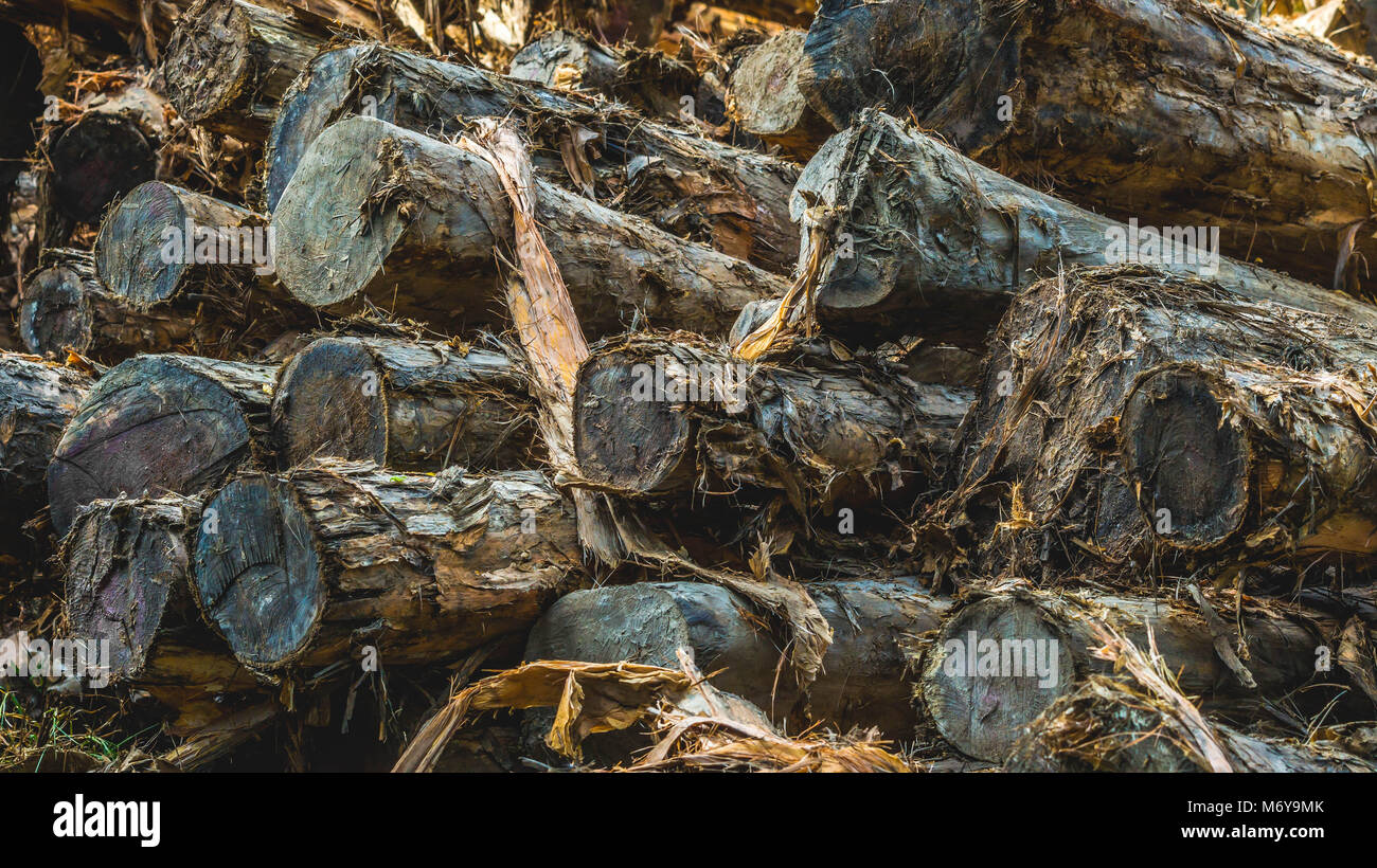 stack of acacia wood in the log yard Stock Photo - Alamy