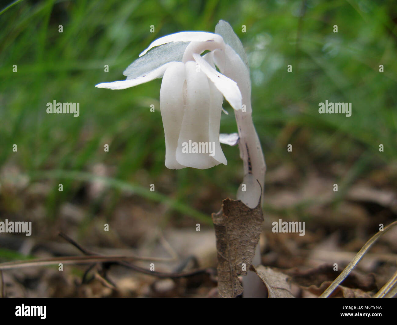 Indian Pipe Stock Photo - Alamy