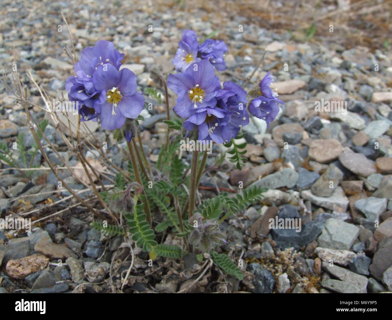 Jacobs Ladder (Polemonium caeruleum) . Jacob's Ladder is a purple ...