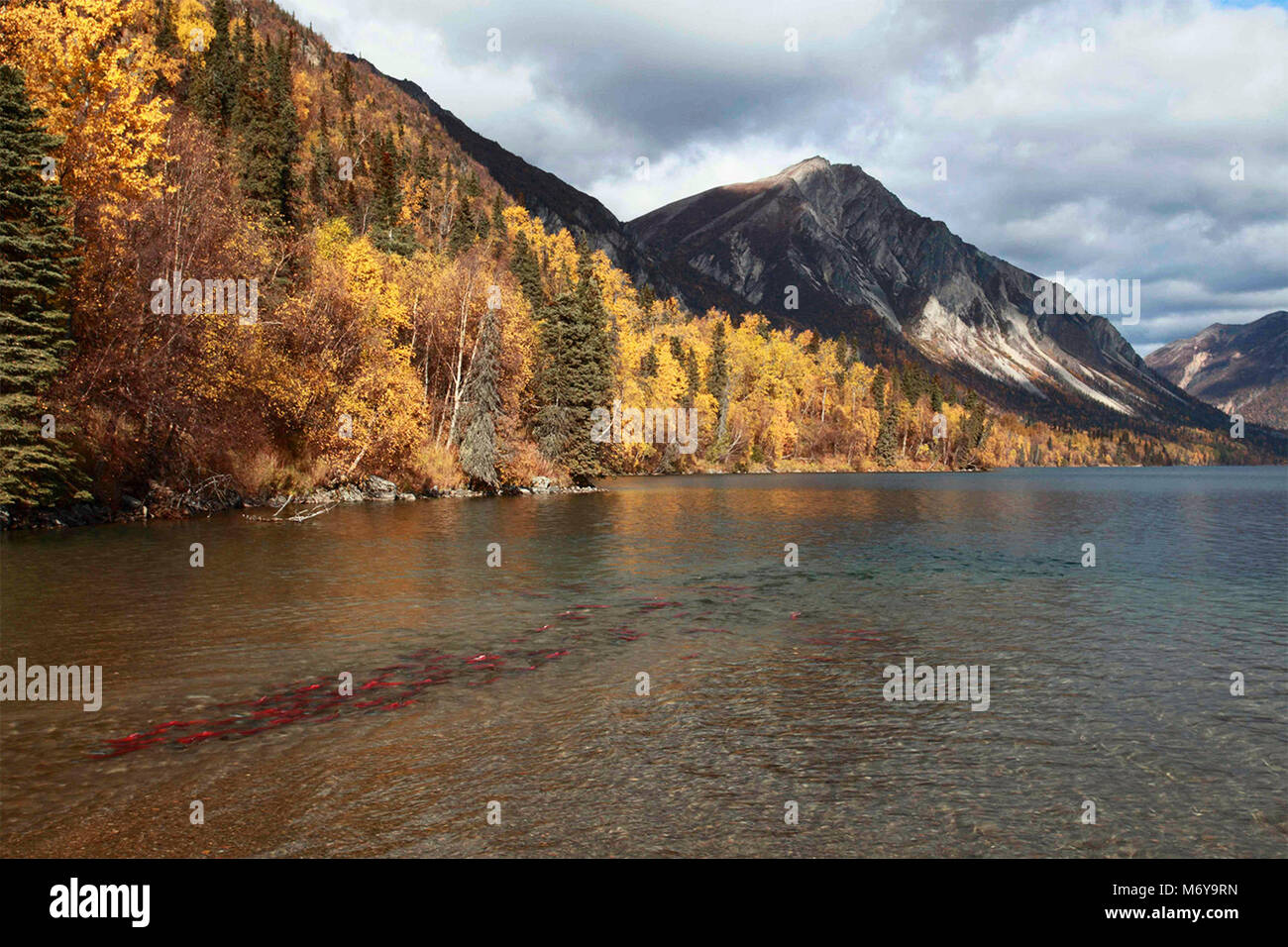 Kijik Lake . Spawning sockeye salmon and fall colors at Kijik Lake ...