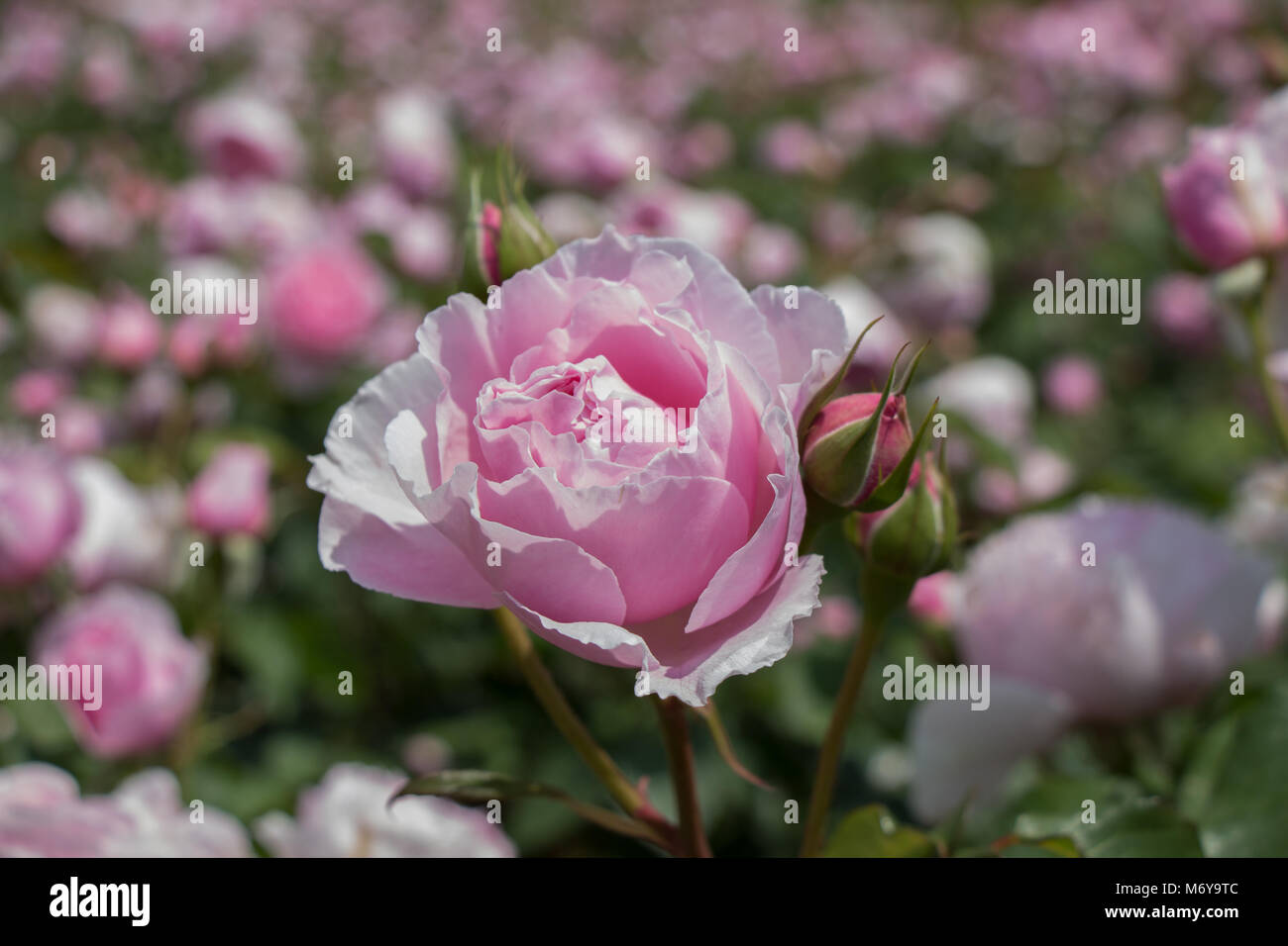 Blooming beautiful colorful roses in the garden background Stock Photo ...
