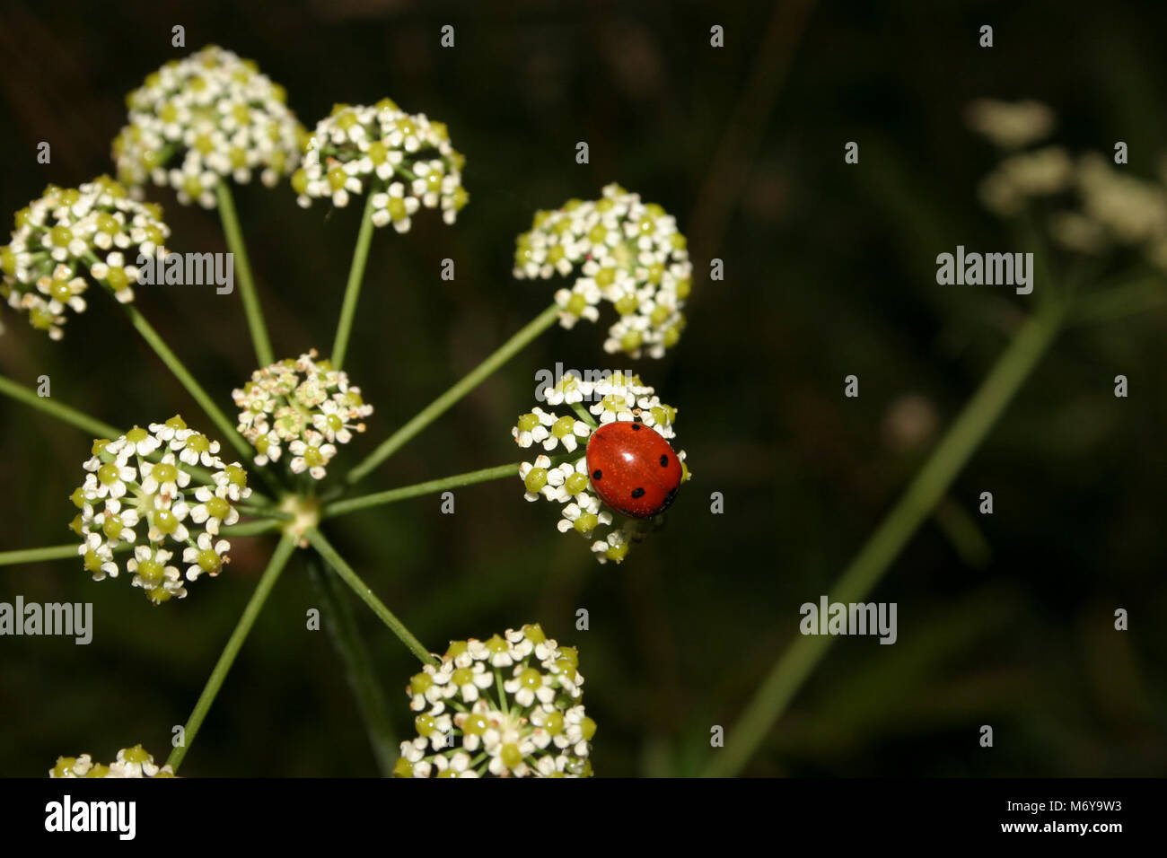 Ladybug Stock Photo - Alamy