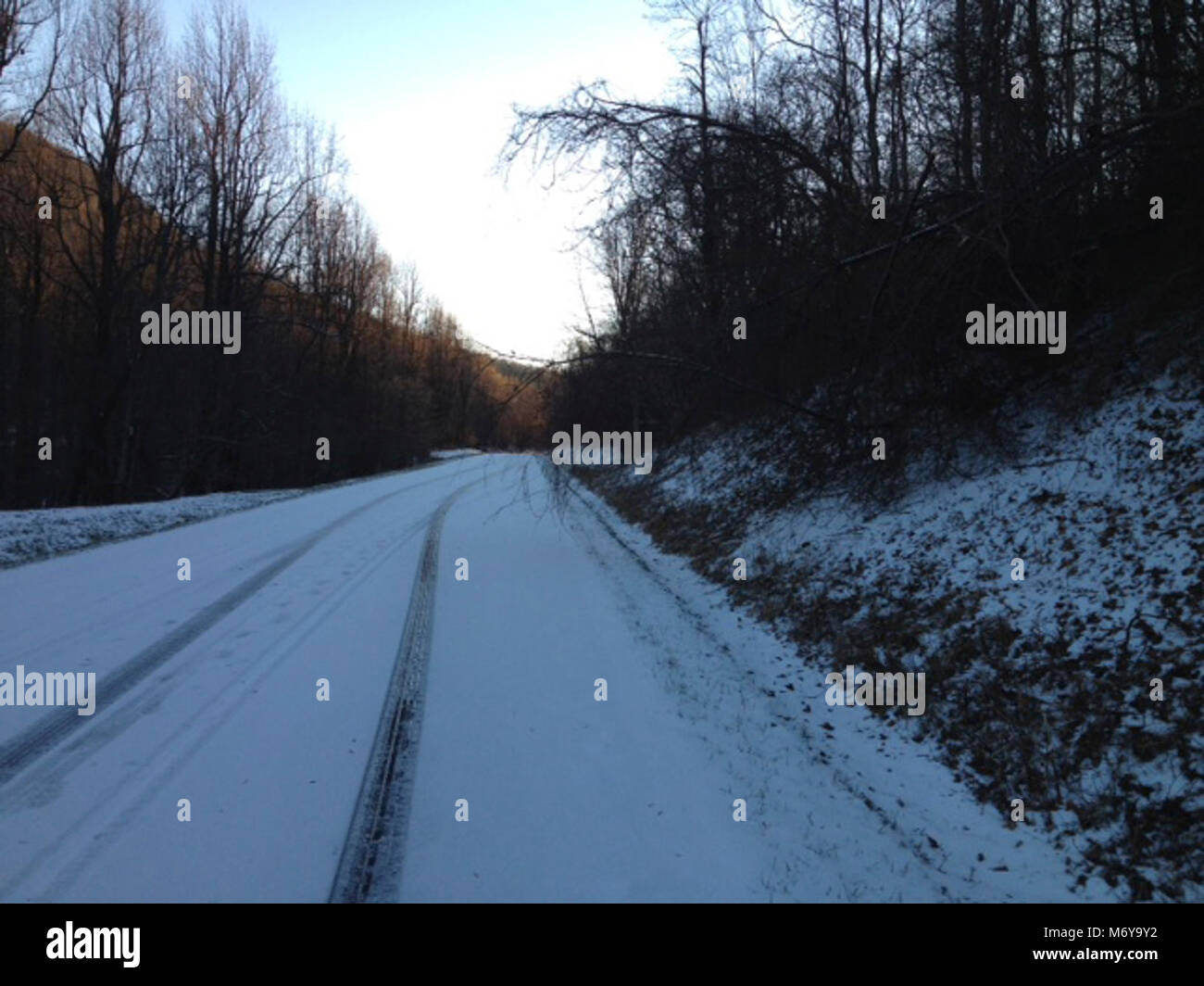 Leaning tree Stock Photo - Alamy