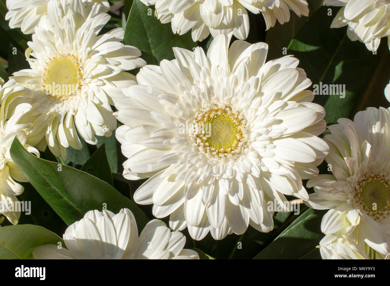 Beautiful colorful natural spring flowers as a nature background Stock ...