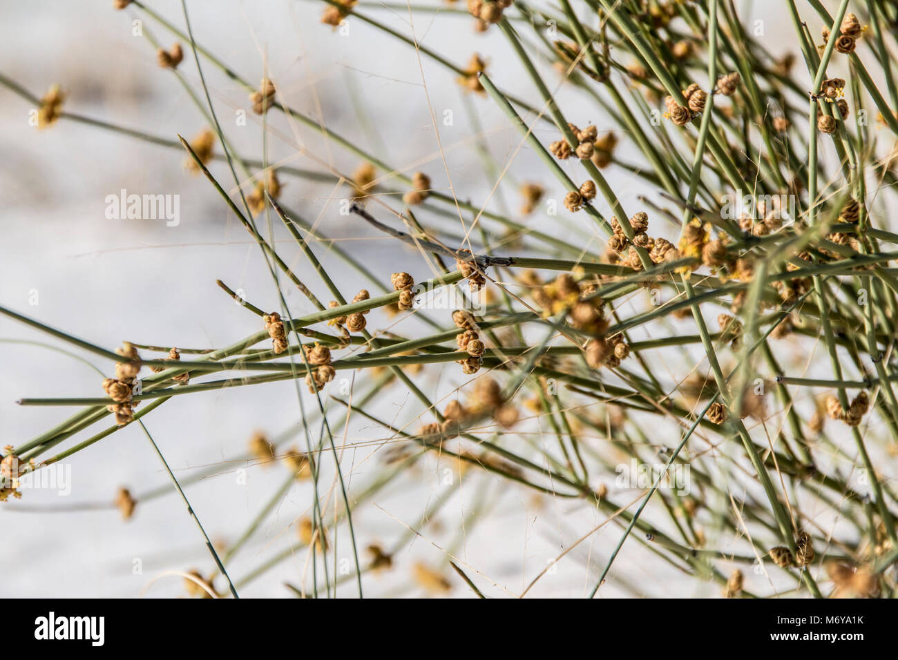 Longleaf Jointfir Stock Photo - Alamy