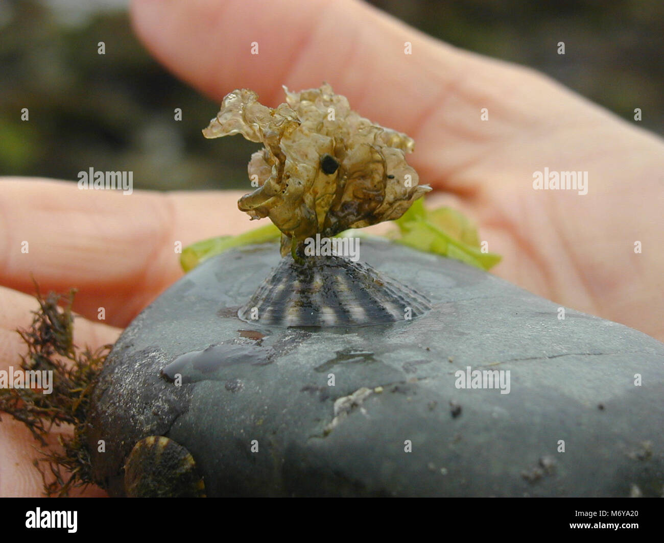 Lotia pelta shell tidepool seaweed Stock Photo - Alamy