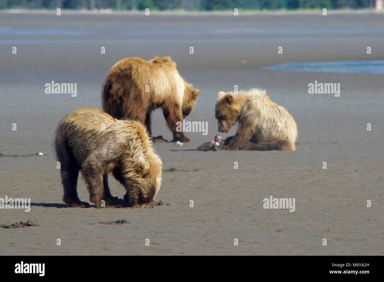Lunch time on the coast . A sow and cub eat fish along the beach. In ...