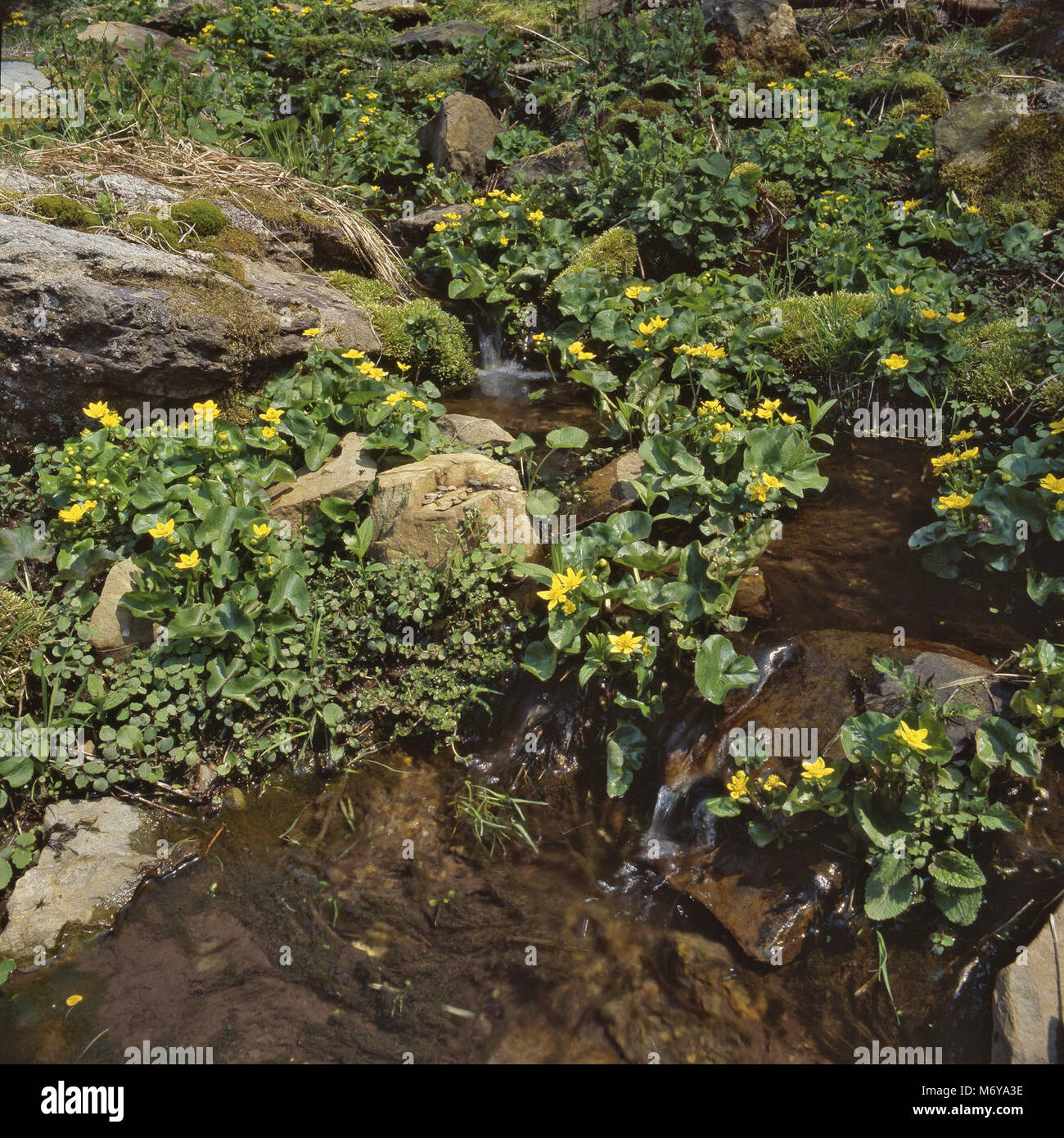 Marsh Marigold Flowers Stock Photo - Alamy
